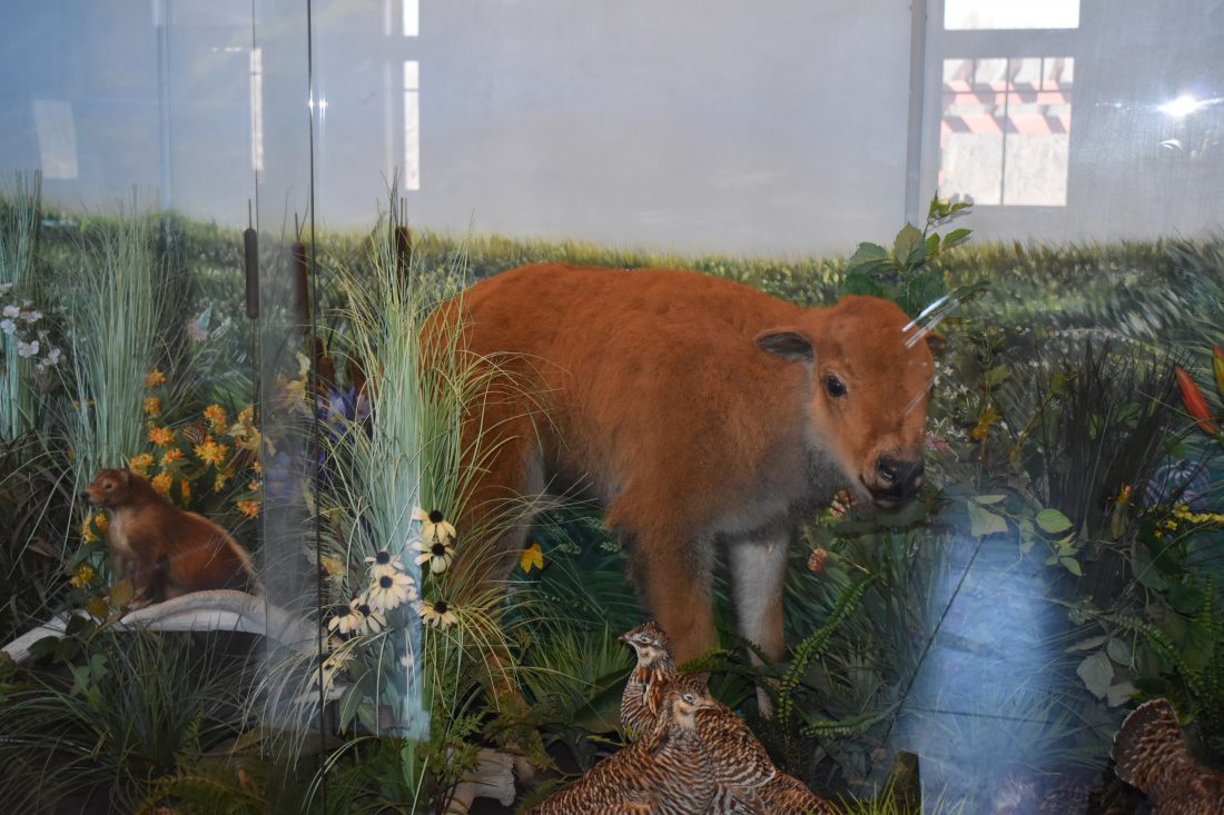 Nature Story Hour gets kids interested in wildlife | News, Sports, Jobs ...